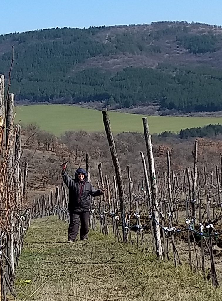 Pruning 2020-2021 is Complete – Vineyard on a hill